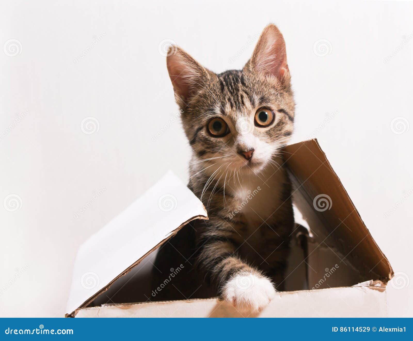 The Cat is Sitting in a Box. Stock Image - Image of surprise ...