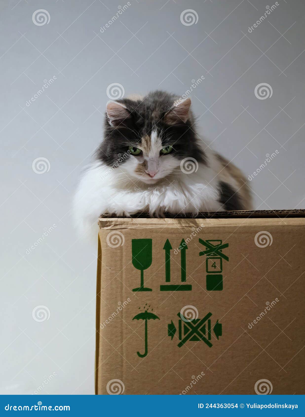 A Cat Sitting on the Box and Looking Straight in Camera Stock Photo ...