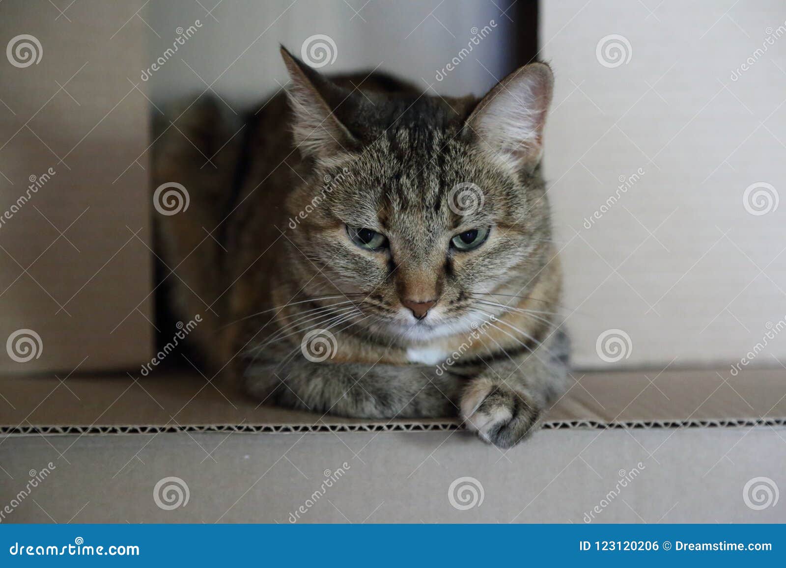 Cat sitting in a box stock photo. Image of animals, view - 123120206