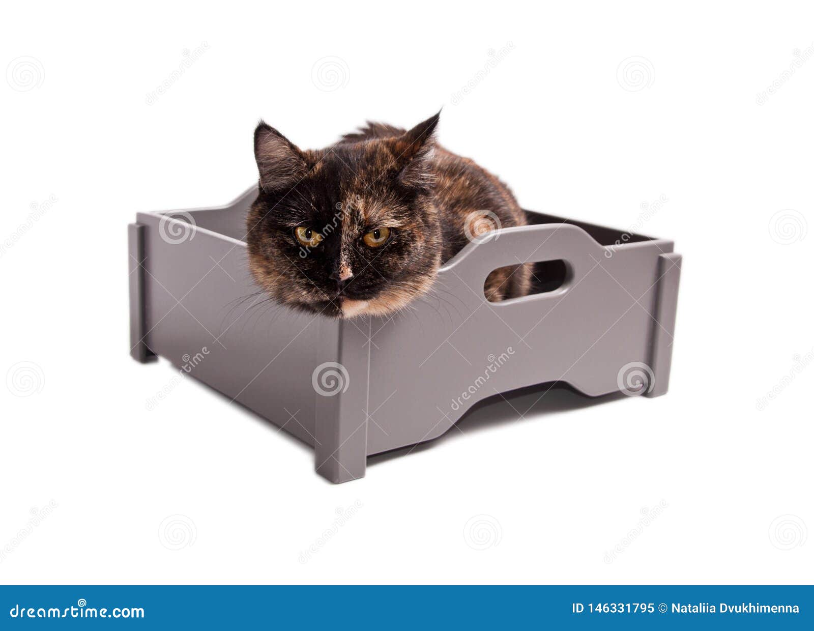 Cat sitting in box stock image. Image of fluffy, colored - 146331795