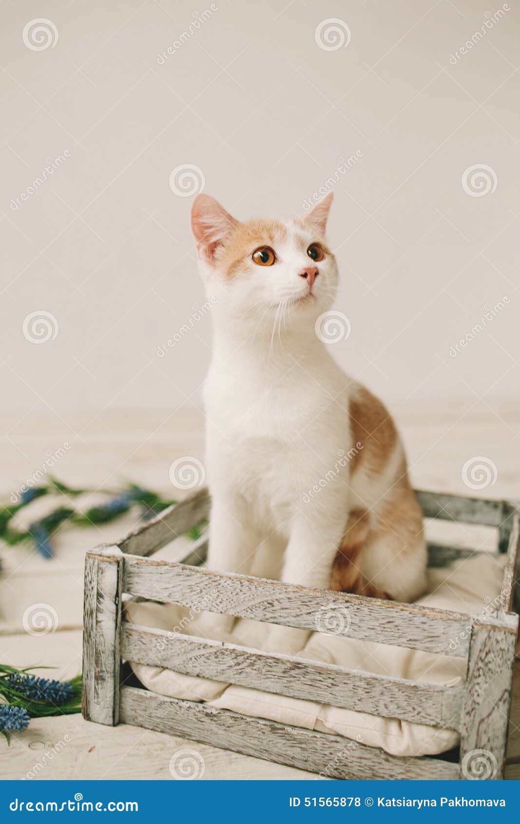 Cat Sitting in Box on White Wooden Floor Stock Photo - Image of natural ...