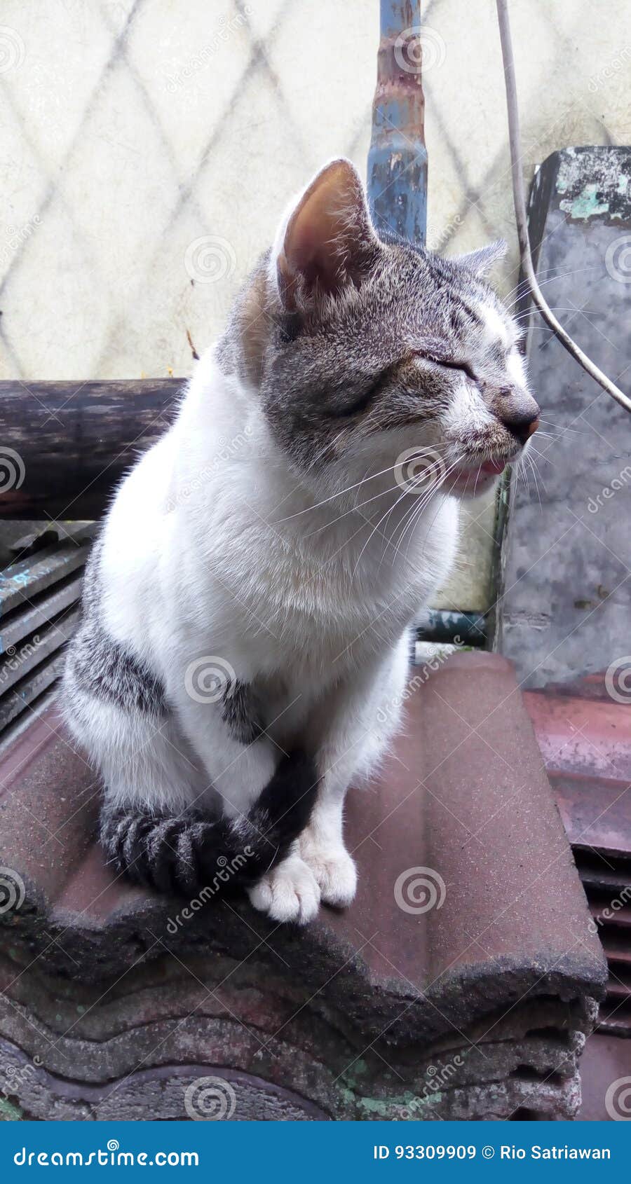 Cat sitting in brick stock image. Image of close, british - 93309909