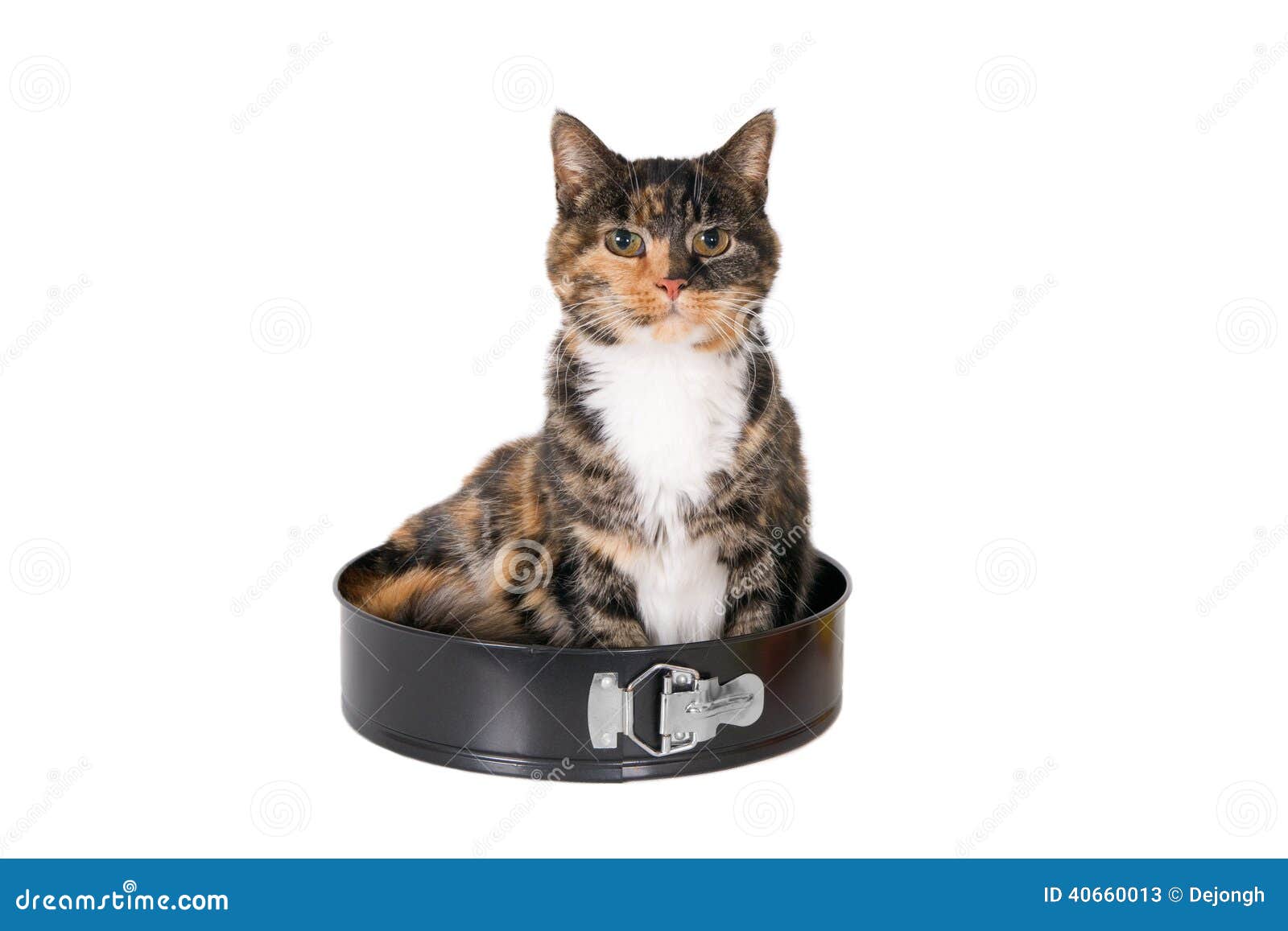 Cat sitting in a cake pan stock image. Image of cuisine - 40660013