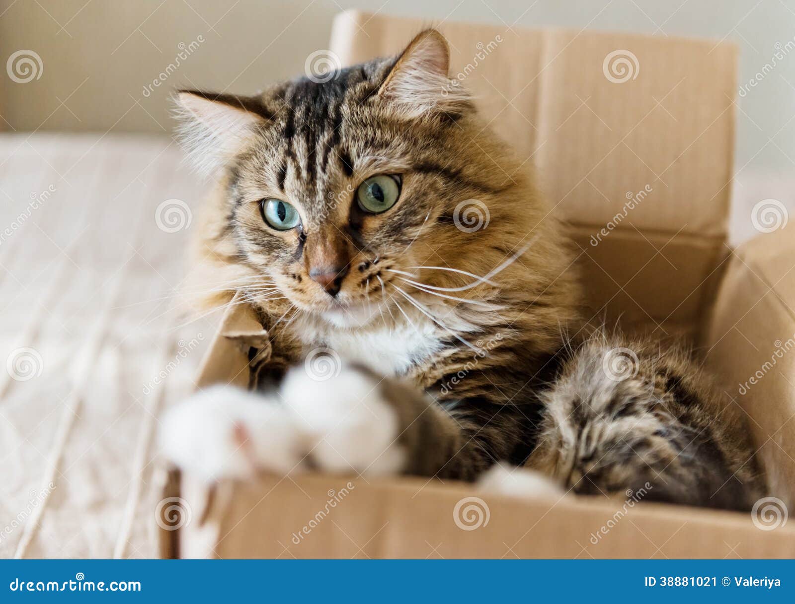 Cat Sitting in Cardboard Box Stock Image - Image of animal, floor: 38881021