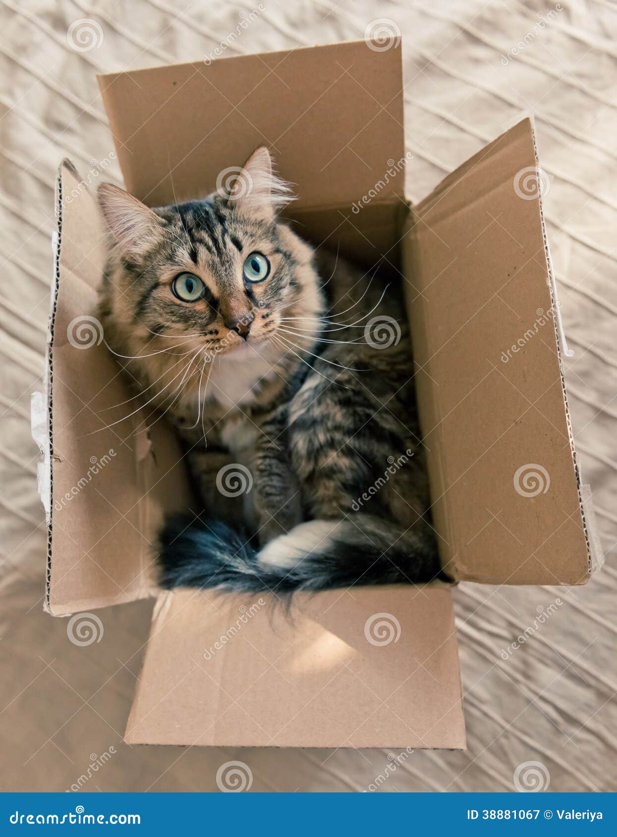 Cat Sitting in Cardboard Box Stock Image - Image of shows, nice: 38881067