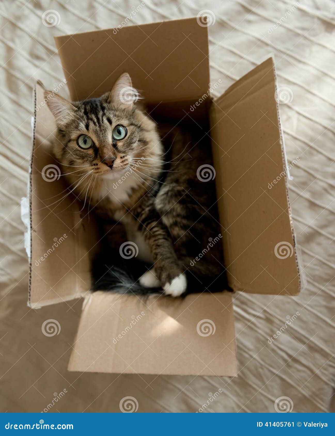 Cat Sitting in Cardboard Box Stock Image - Image of mammal, head: 41405761
