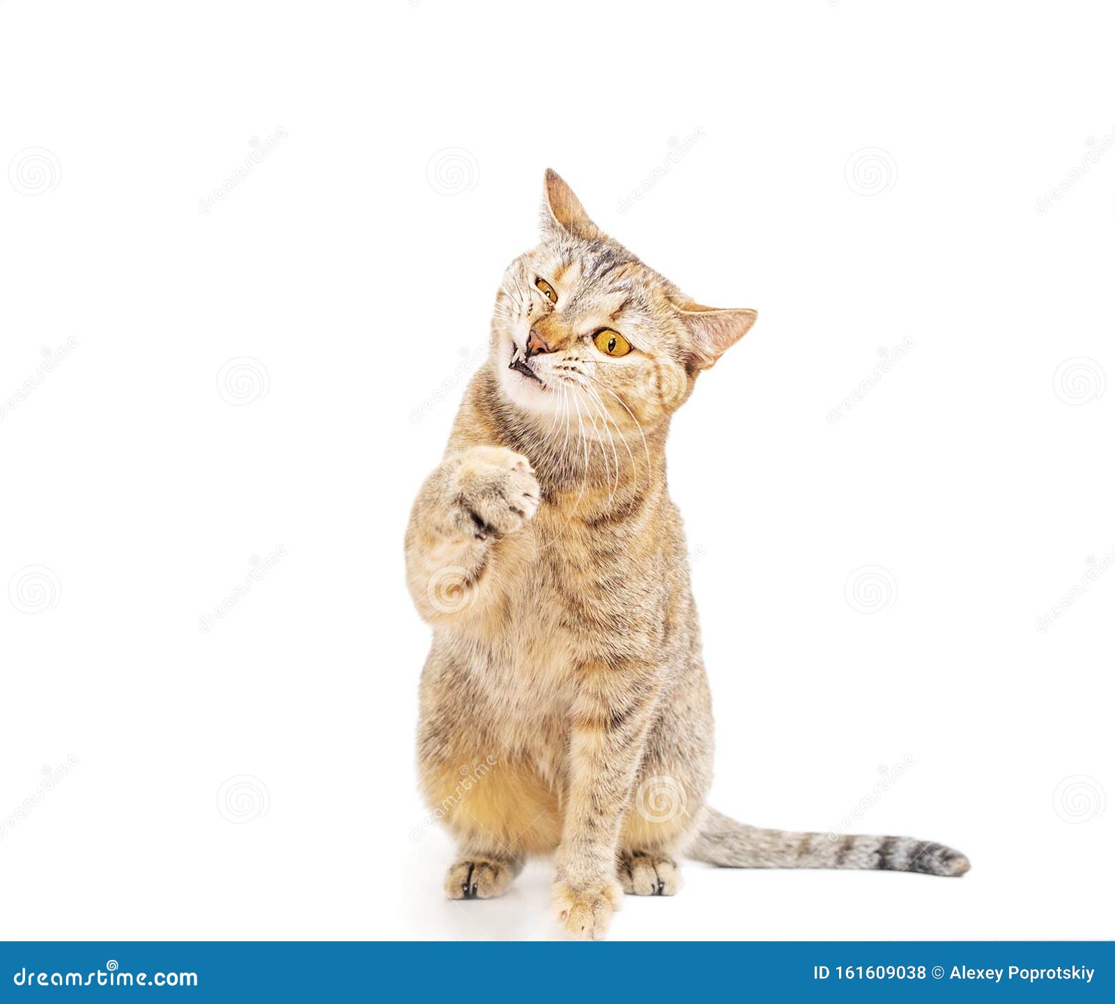 Sitting Dog Catching Big Bone As A Reward Stock Photo | CartoonDealer ...