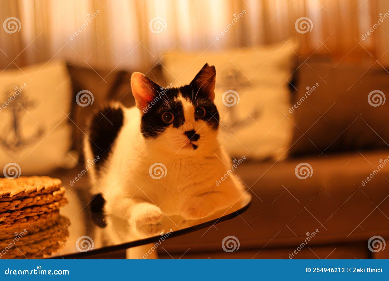 Cat Sitting on the Coffee Table with Glass Surface Stock Photo - Image ...