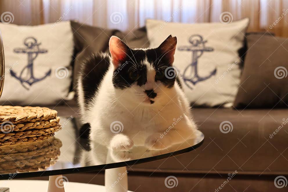 Cat Sitting on the Coffee Table with Glass Surface Stock Image - Image ...