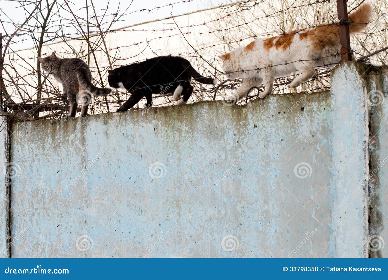 Cat Sitting on a Concrete Fence Stock Photo - Image of scared, paws ...