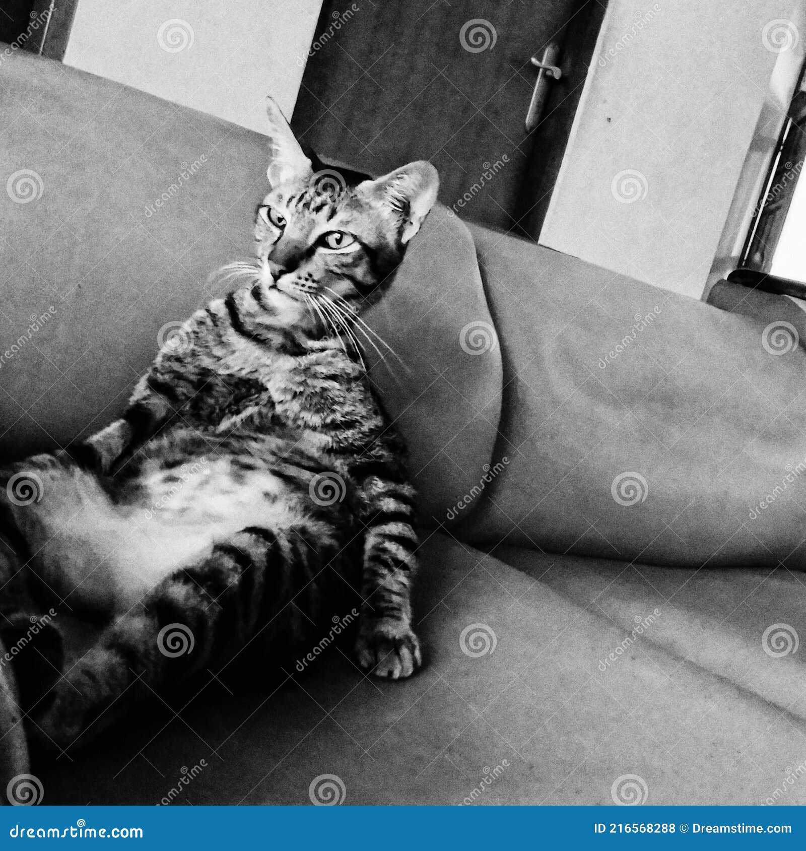 Cat is Sitting on the Couch Pondering about Life Stock Photo - Image of ...
