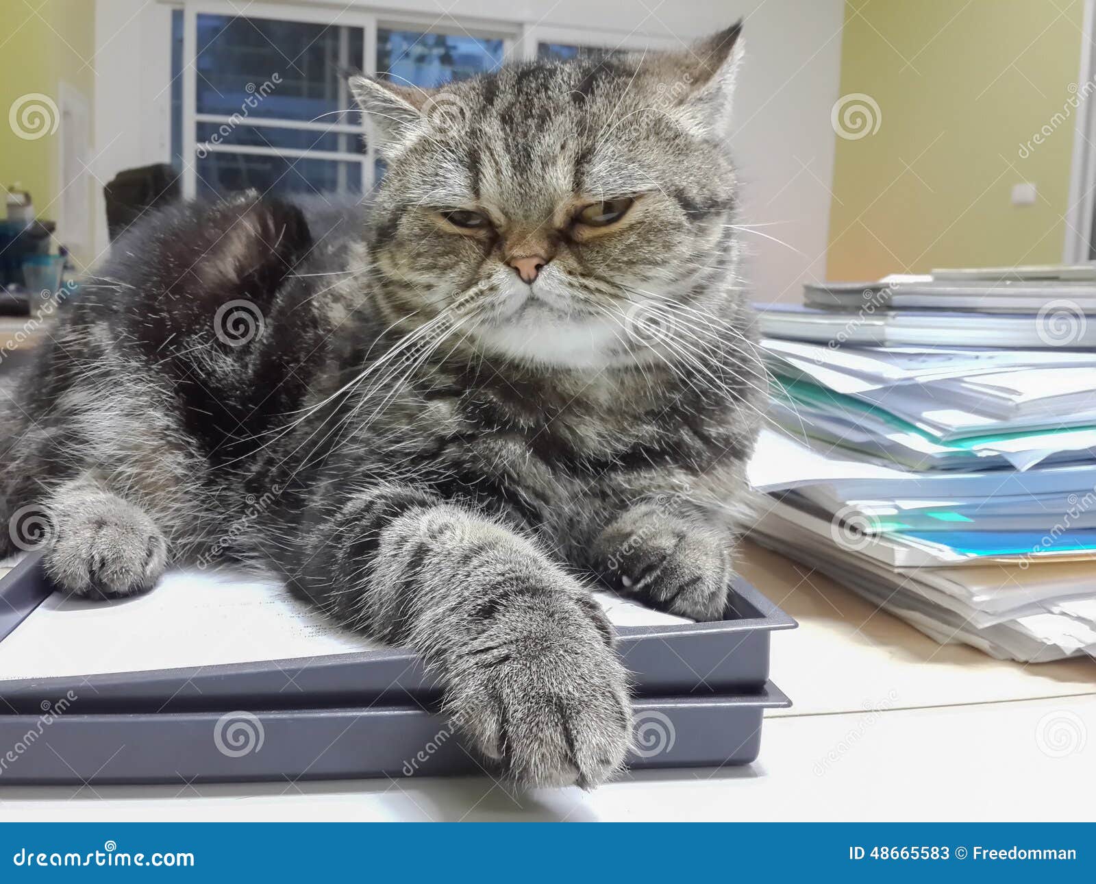 Cat stock image. Image of study, structure, papers, workshop - 48665583