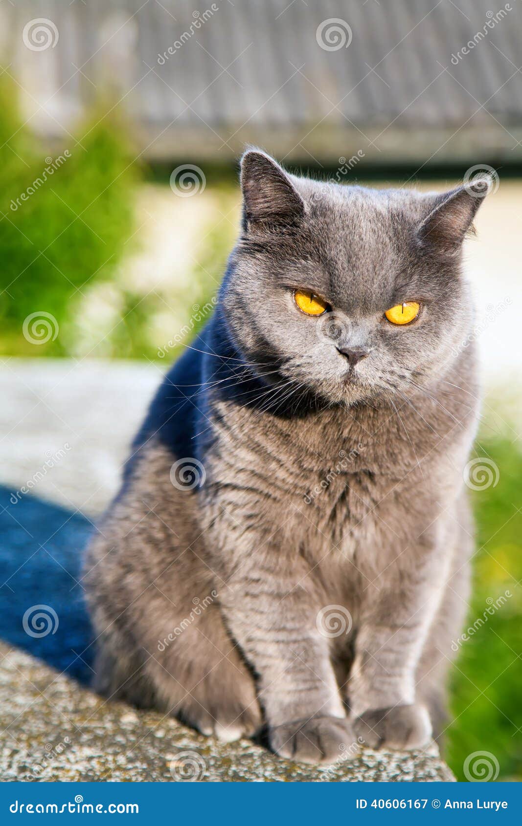 Cat Sitting on the Edge of Parapet Stock Image - Image of orange ...