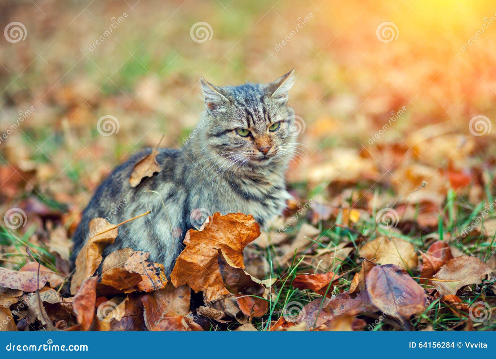 Cat Sitting on Fallen Leaves Stock Photo - Image of cute, outdoor: 64156284