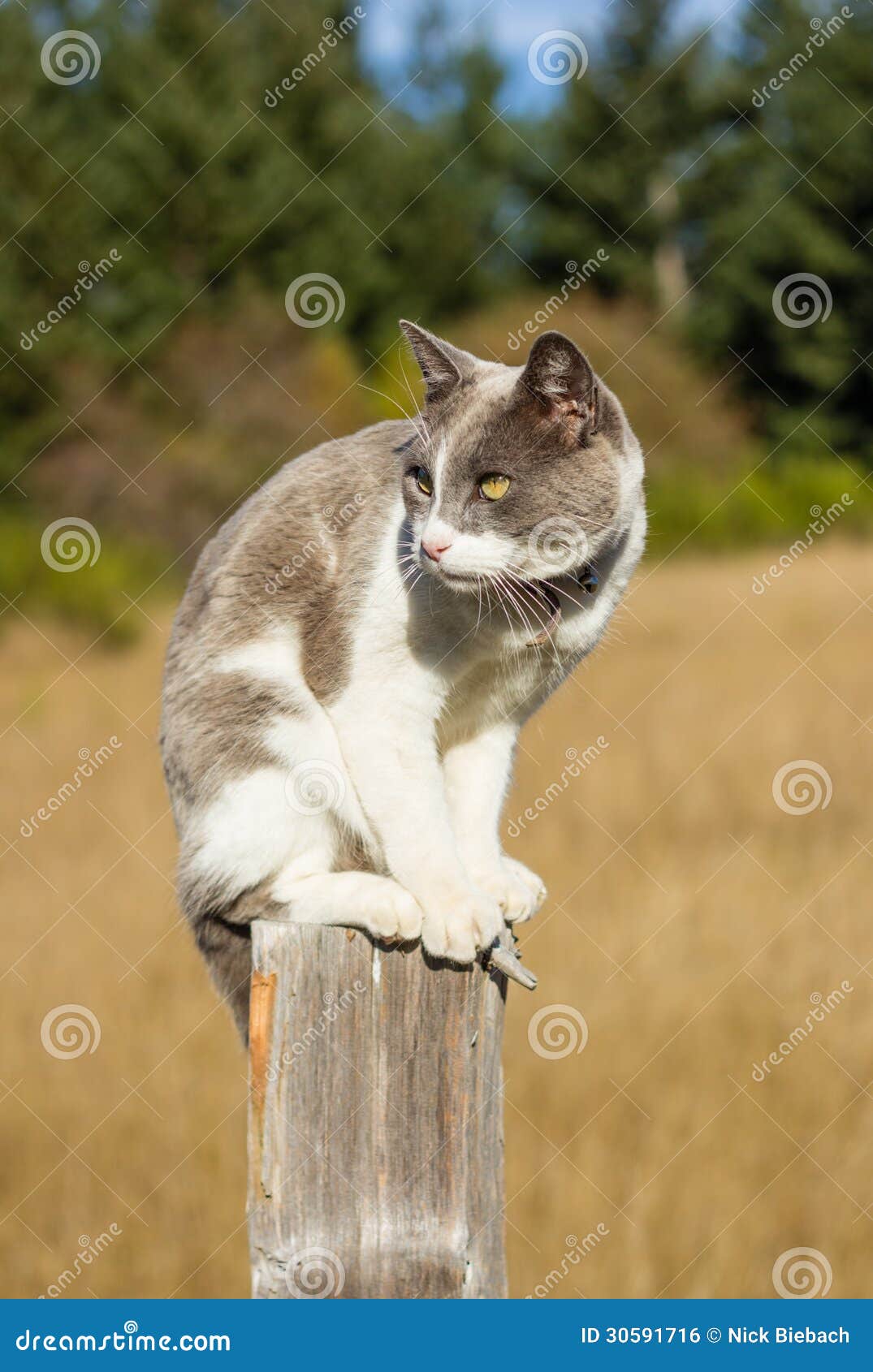 Cat sitting on fence post stock photo. Image of nature - 30591716