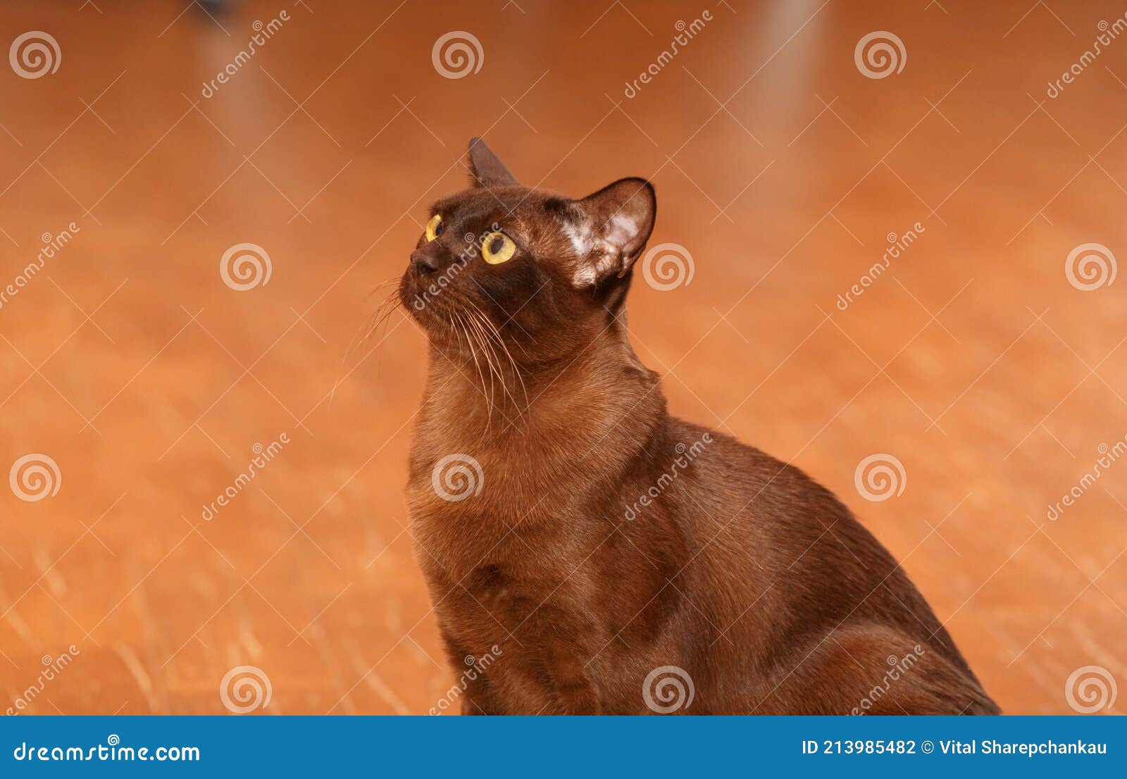 Burman Cat Poses on a Brown Background. Stock Photo - Image of ...