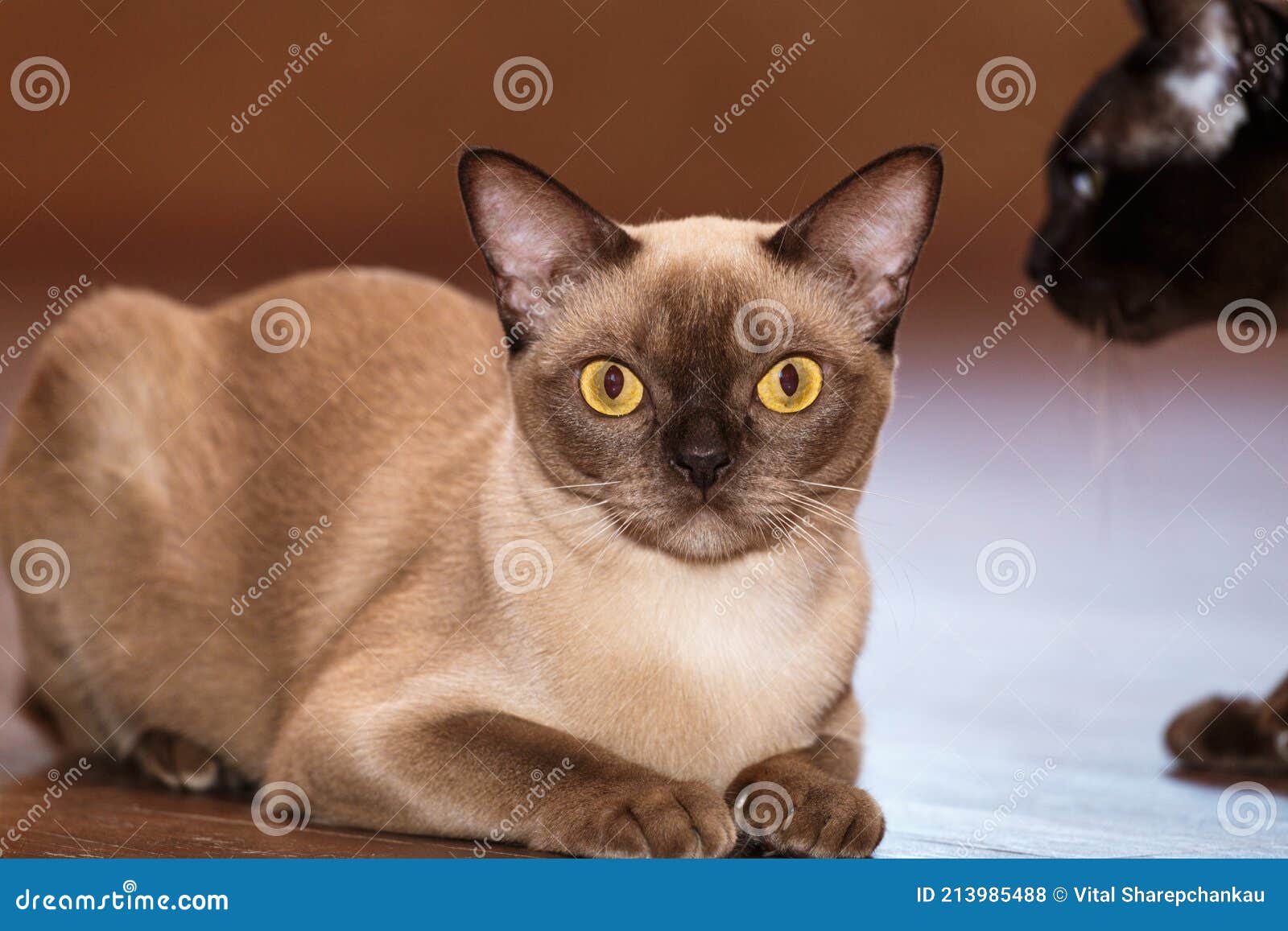 Burman Cat Poses on a Brown Background. Stock Photo - Image of ...