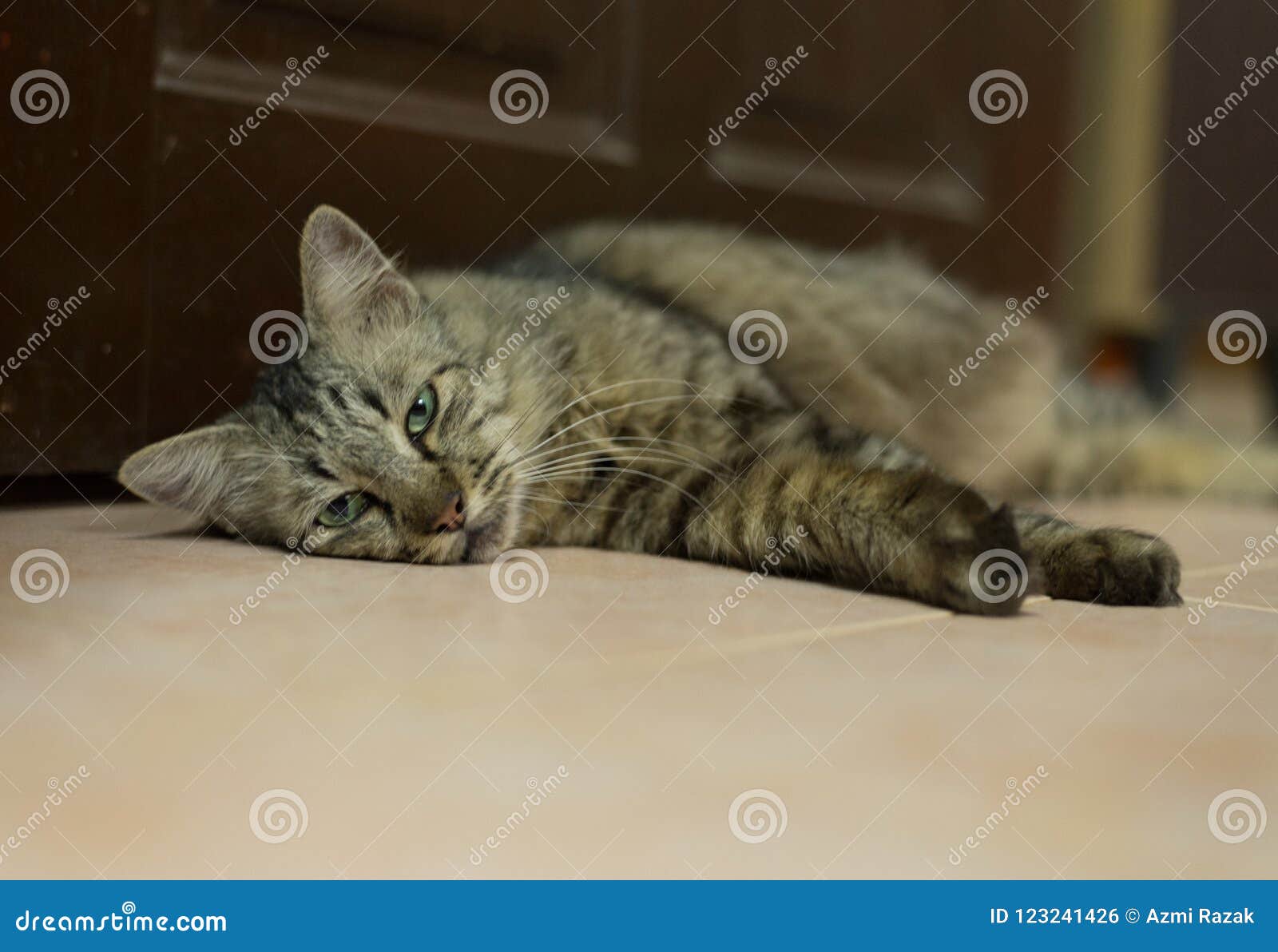 Cat Looking Towards the Camera Stock Photo - Image of camera, face ...