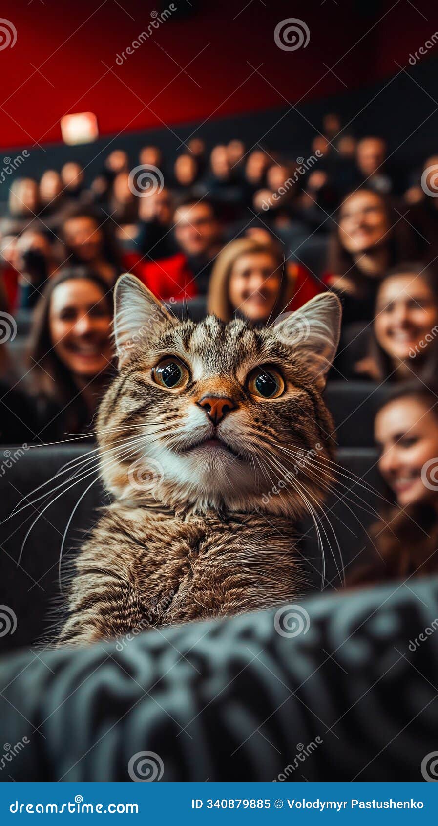 A Cat Sitting in Front of a Crowd of People in a Theater Stock Image ...