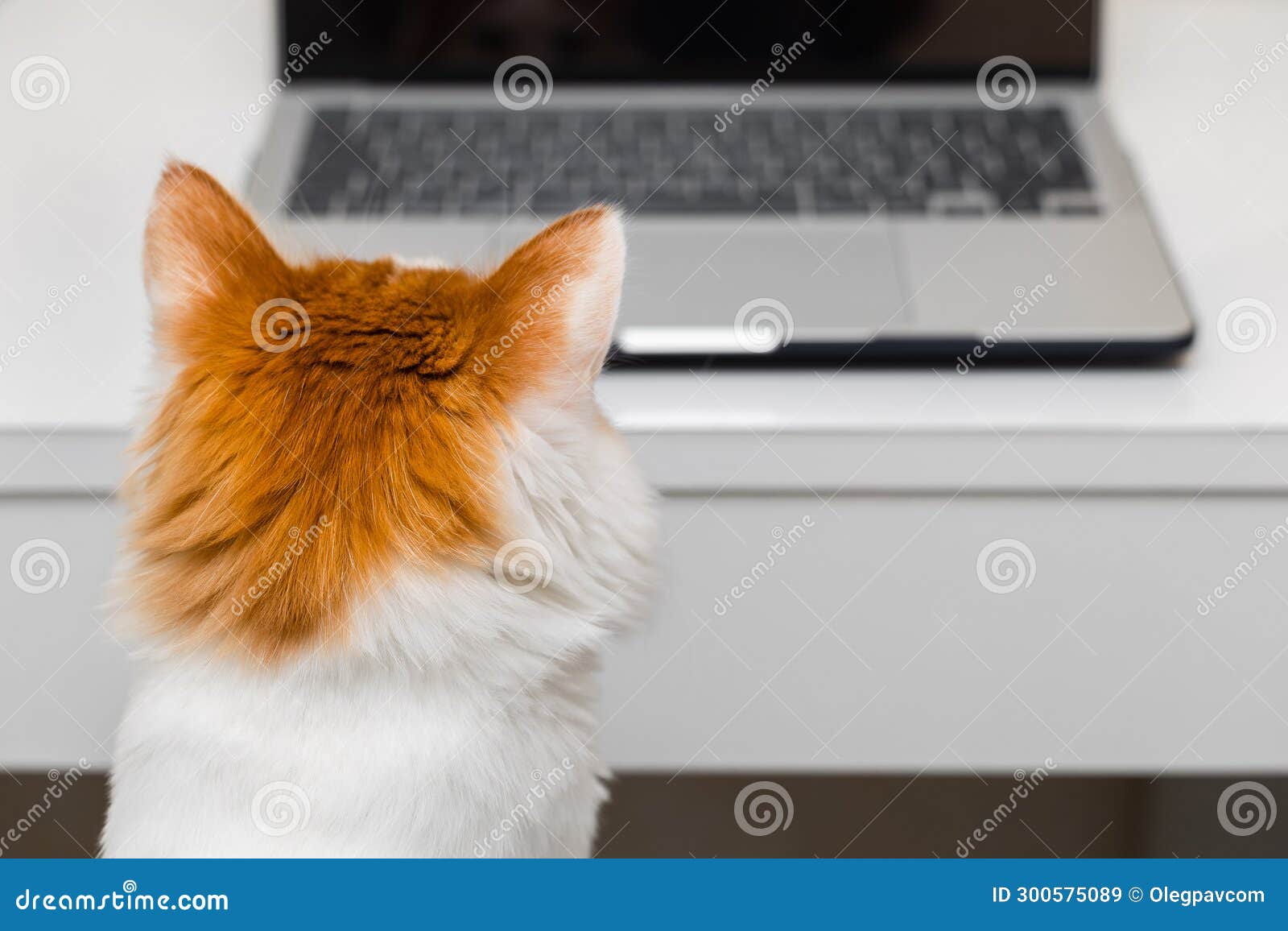 Cat Sitting in Front of Laptop Screen Stock Image - Image of animal ...