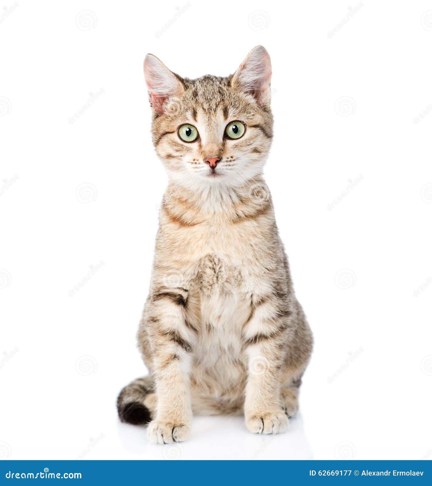 Cat Sitting in Front and Looking at Camera. Isolated on White Stock ...