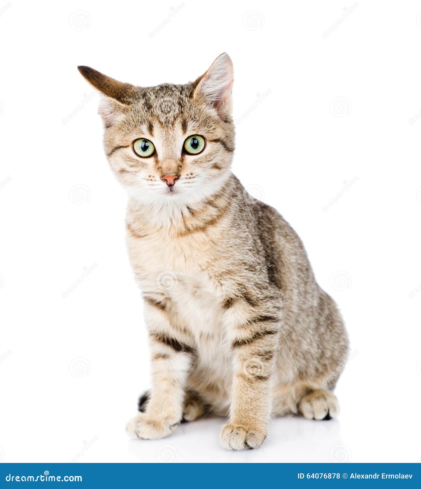 Cat Sitting in Front and Looking at Camera. Isolated on White Stock ...