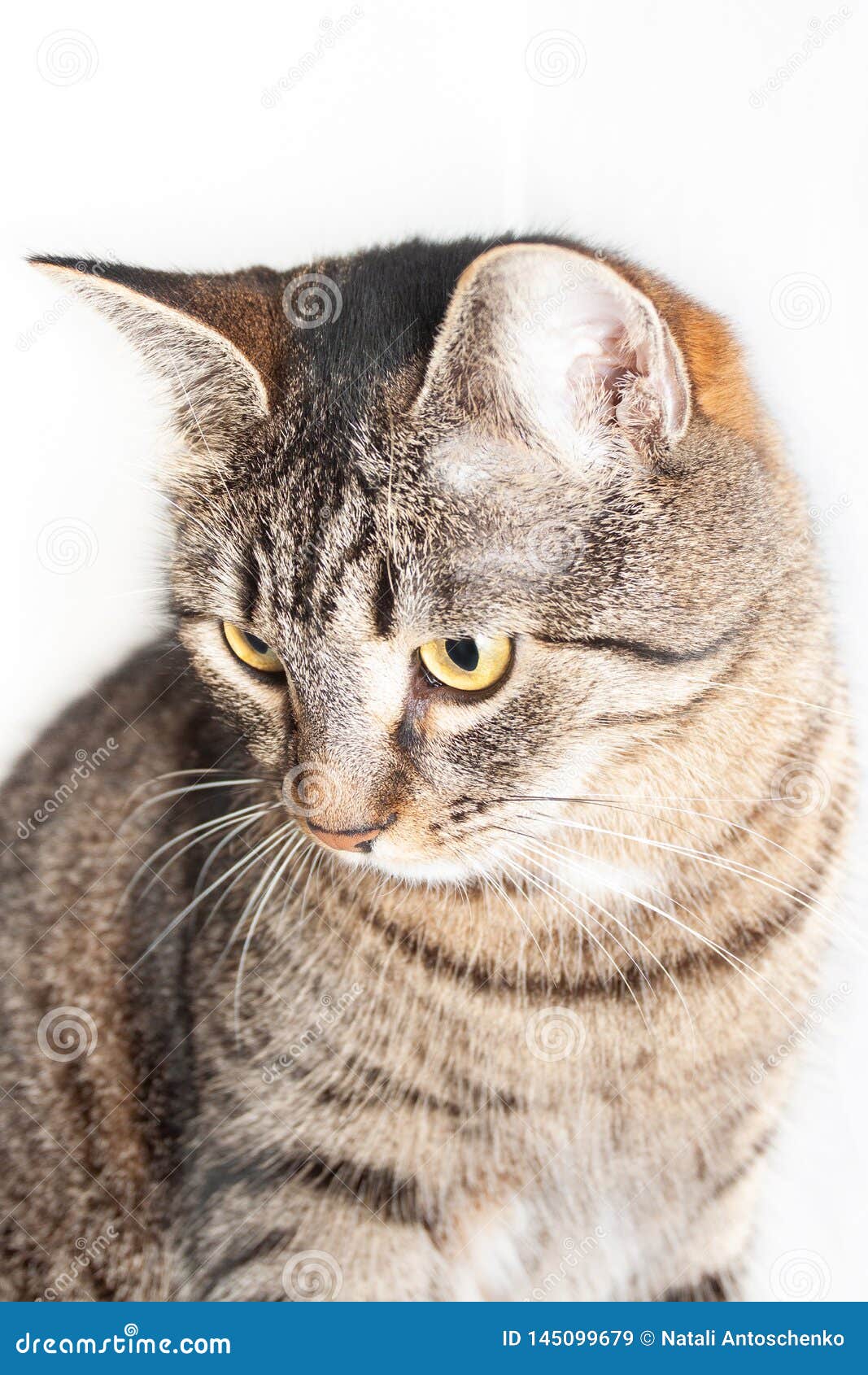 Cat Sitting Front View