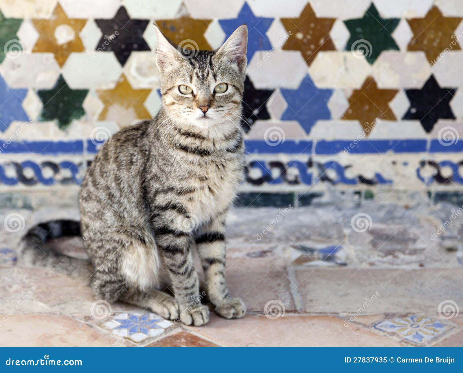 Cat Sitting in Front of an Old Tiled Wall Stock Image - Image of black ...