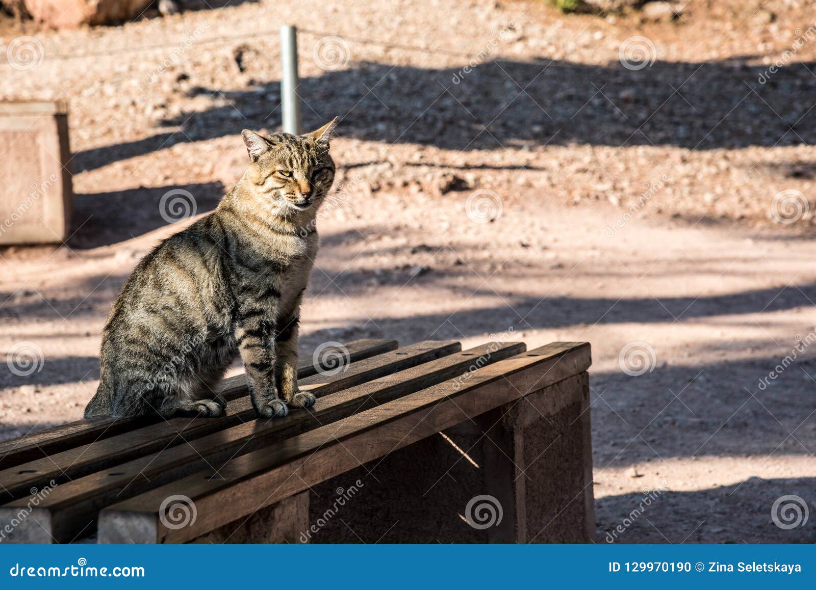 Cat Sitting on the Garden Bench Stock Photo - Image of creature ...