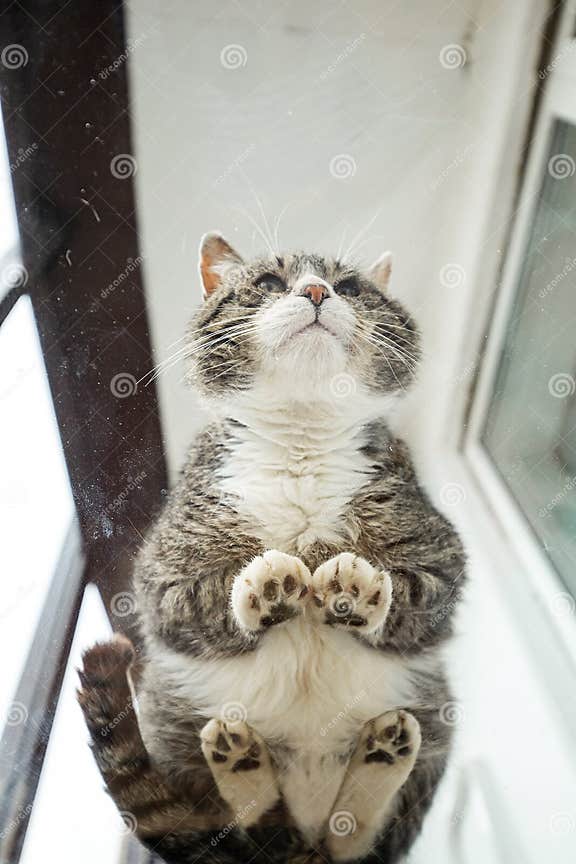 Cat Sitting on Glass Table and Looking through at Camera Stock Image ...