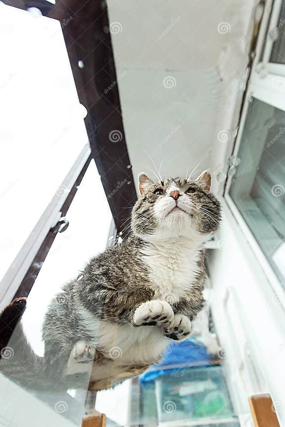 Cat Sitting on Glass Table and Looking through at Camera Stock Photo ...