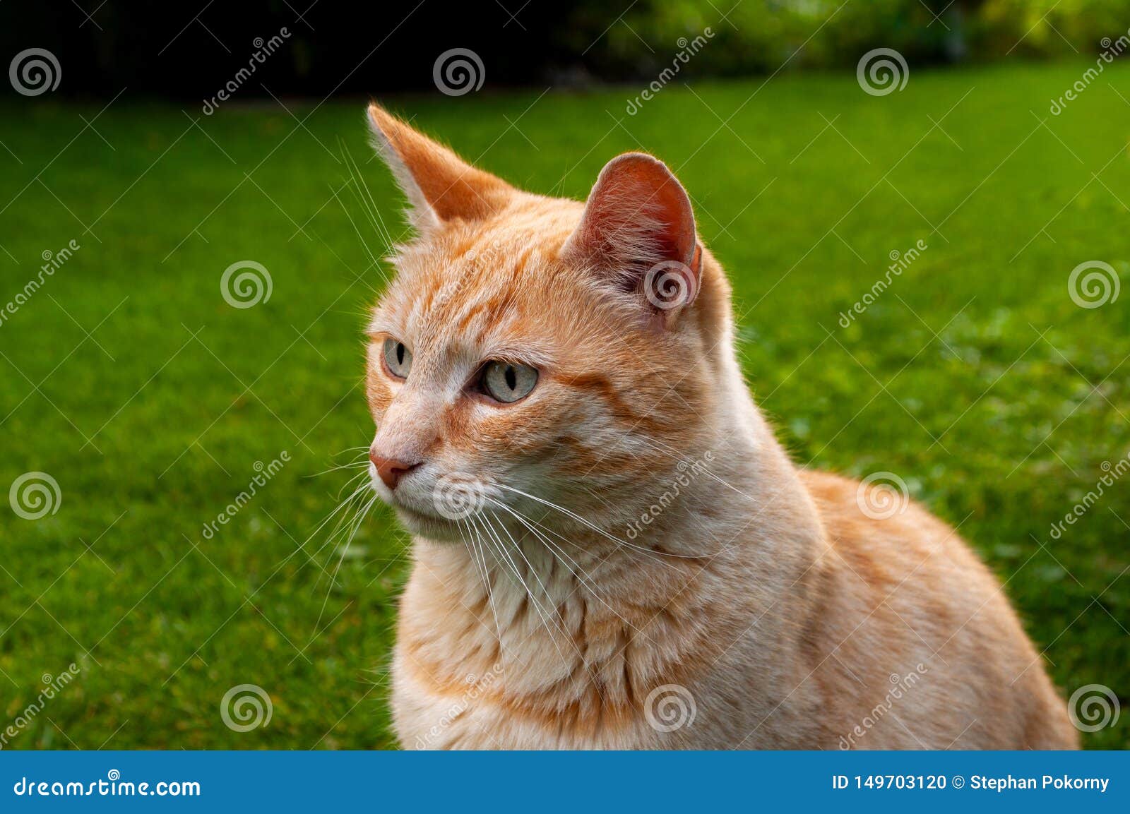 Cat Sitting in the Grass Looking Left from the Camera Stock Photo ...
