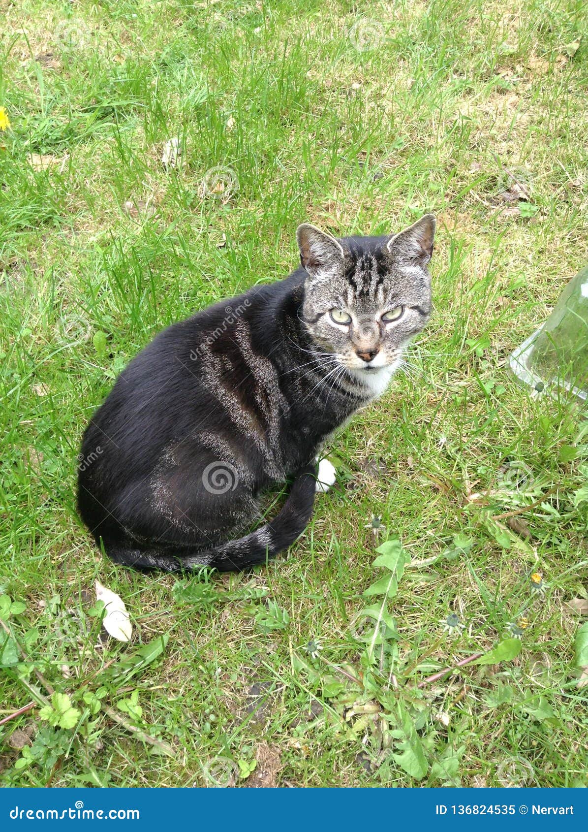 Miau Cat Stock Photos - Free & Royalty-Free Stock Photos from Dreamstime