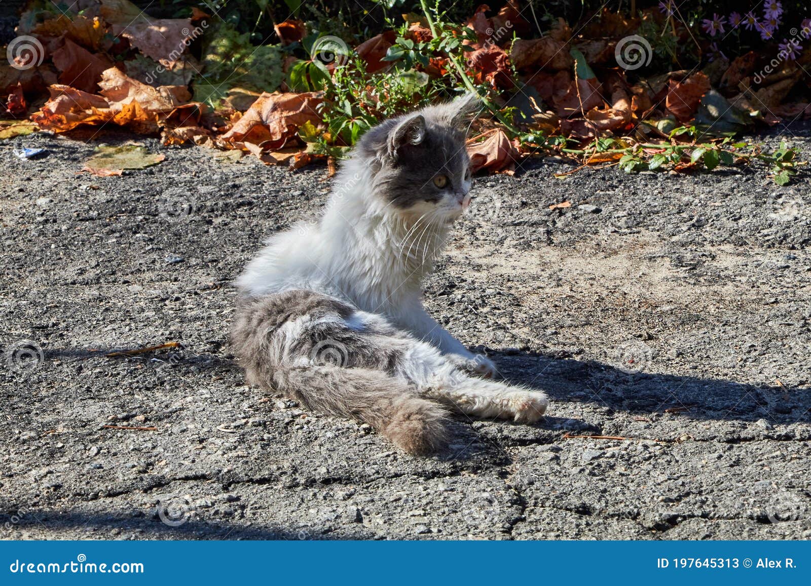 Cat sitting on the ground stock image. Image of grey - 197645313