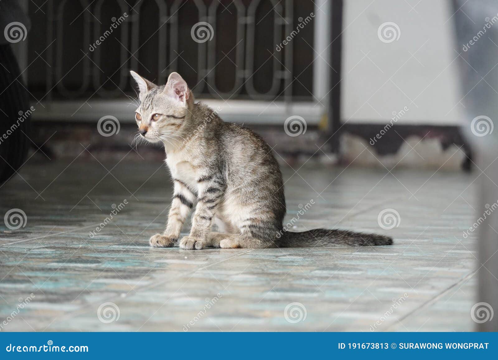 A Cat Sitting on the Ground Looking at Something. Stock Image - Image ...