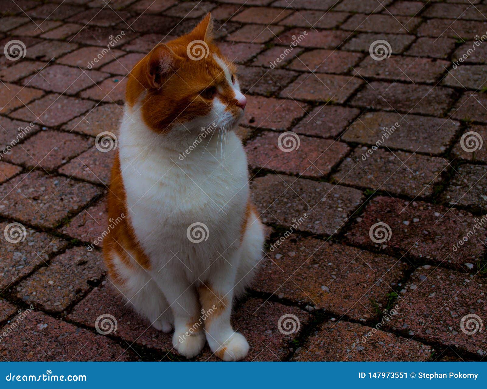 Cat sitting on the ground stock image. Image of standing - 147973551