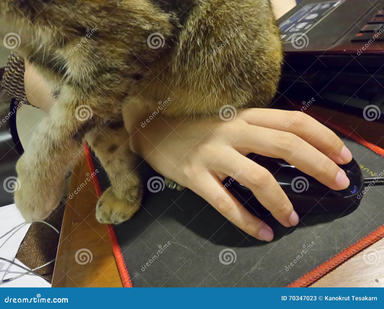 Cat Sitting Hand Computer Mouse Stock Photos - Free & Royalty-Free ...