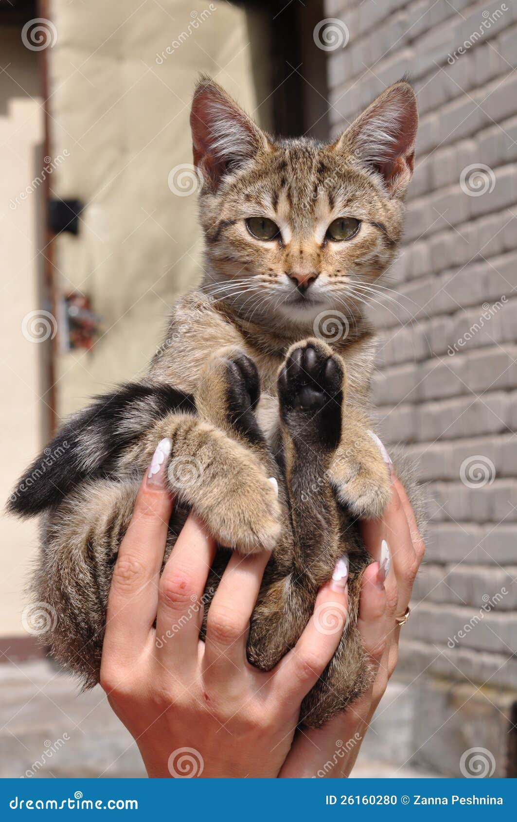 Cat sitting on hands stock photo. Image of bengal, home - 26160280