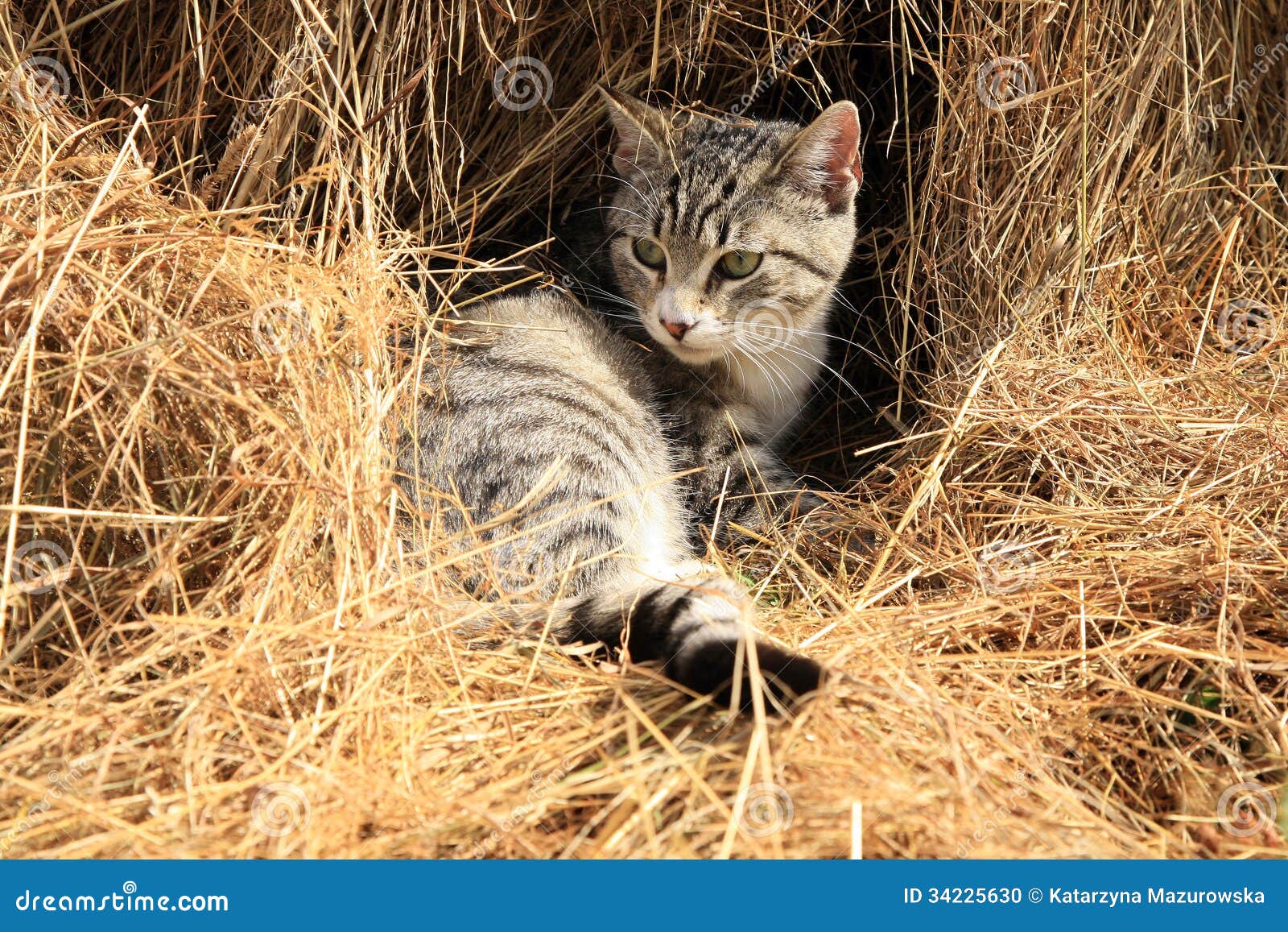 Cat sitting on hay stock photo. Image of curious, eyes - 34225630