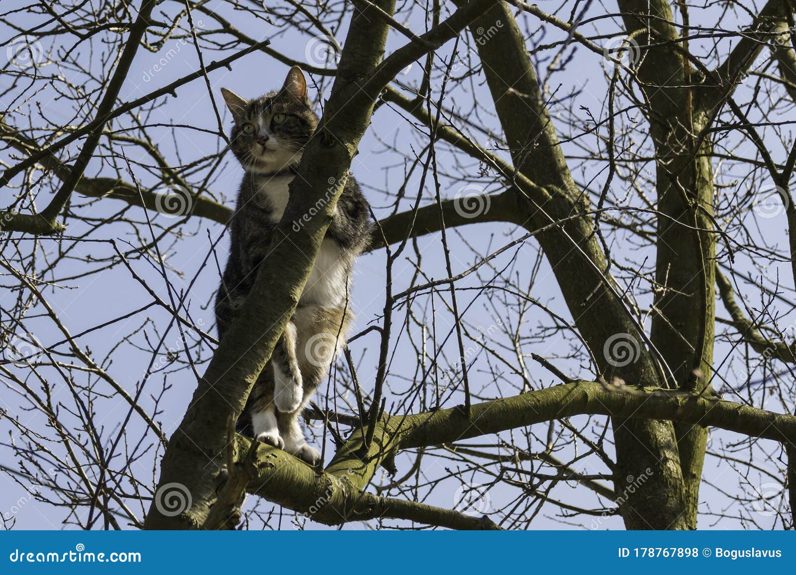 A Cat Sitting High on a Tree. Stock Photo - Image of branches, adult ...