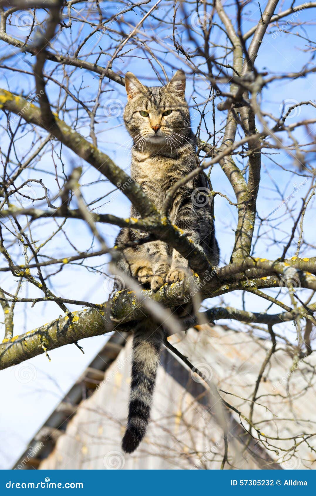 Cat is Sitting High on the Tree Stock Photo - Image of nature, mammal ...