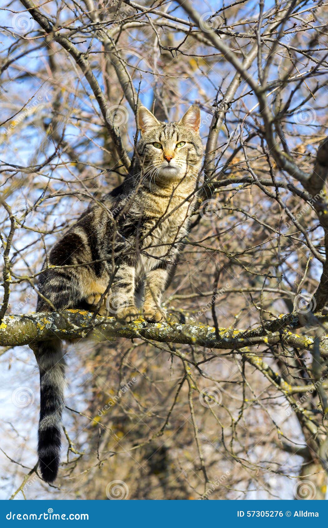 Cat is Sitting High on the Tree Stock Photo - Image of high, nature ...