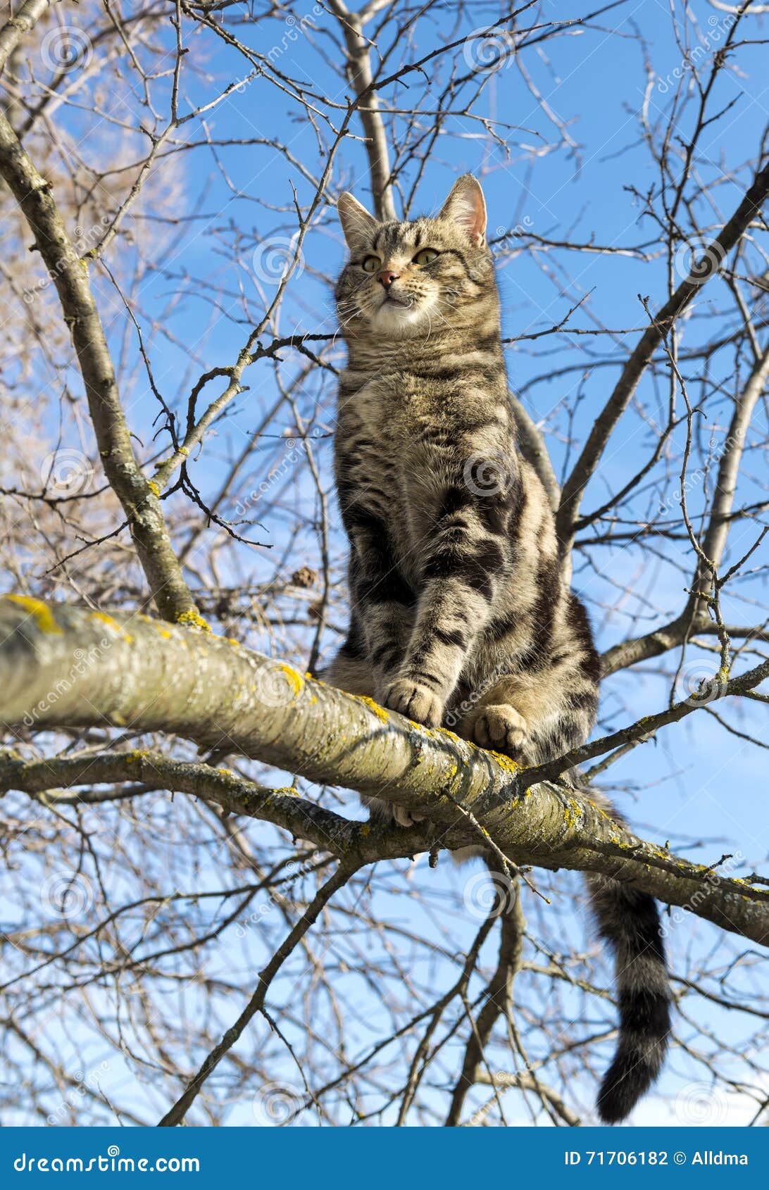 Cat is Sitting High on the Tree Stock Photo - Image of branch, outside ...