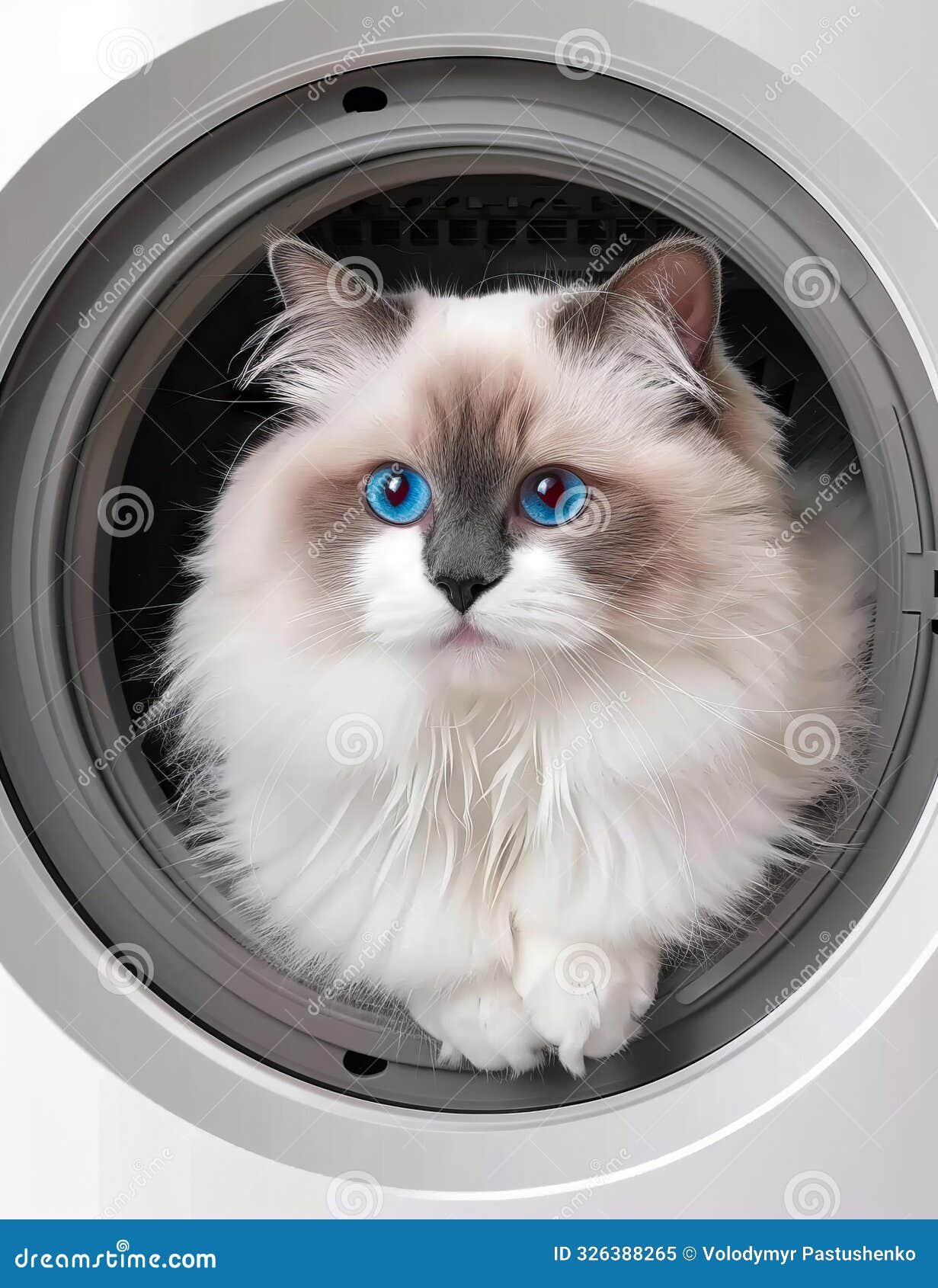 A Cat Sitting Inside a Washing Machine Stock Image - Image of inside ...