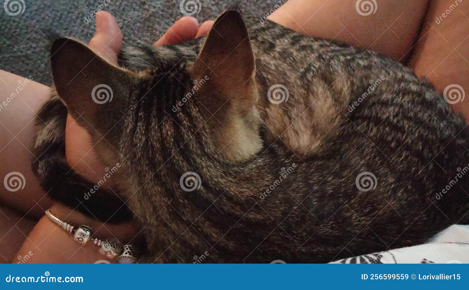Lap Cat stock image. Image of cuddle, hand, sitting - 256599559