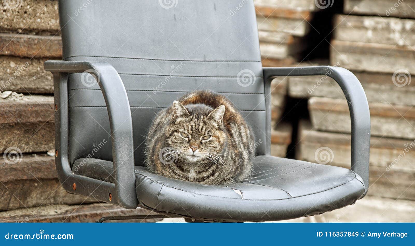 A cat is sitting lazily stock image. Image of outdoor - 116357849