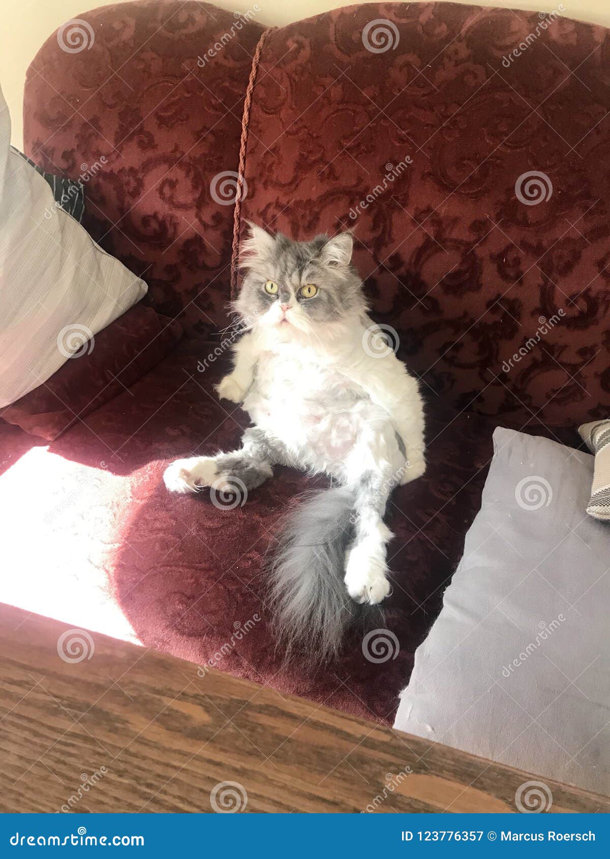 Cat is playing human being stock image. Image of like - 123776357