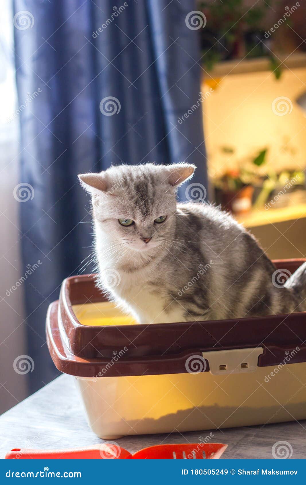 Cat Sitting in a Cat Litter Box or Tray Stock Image - Image of pets ...