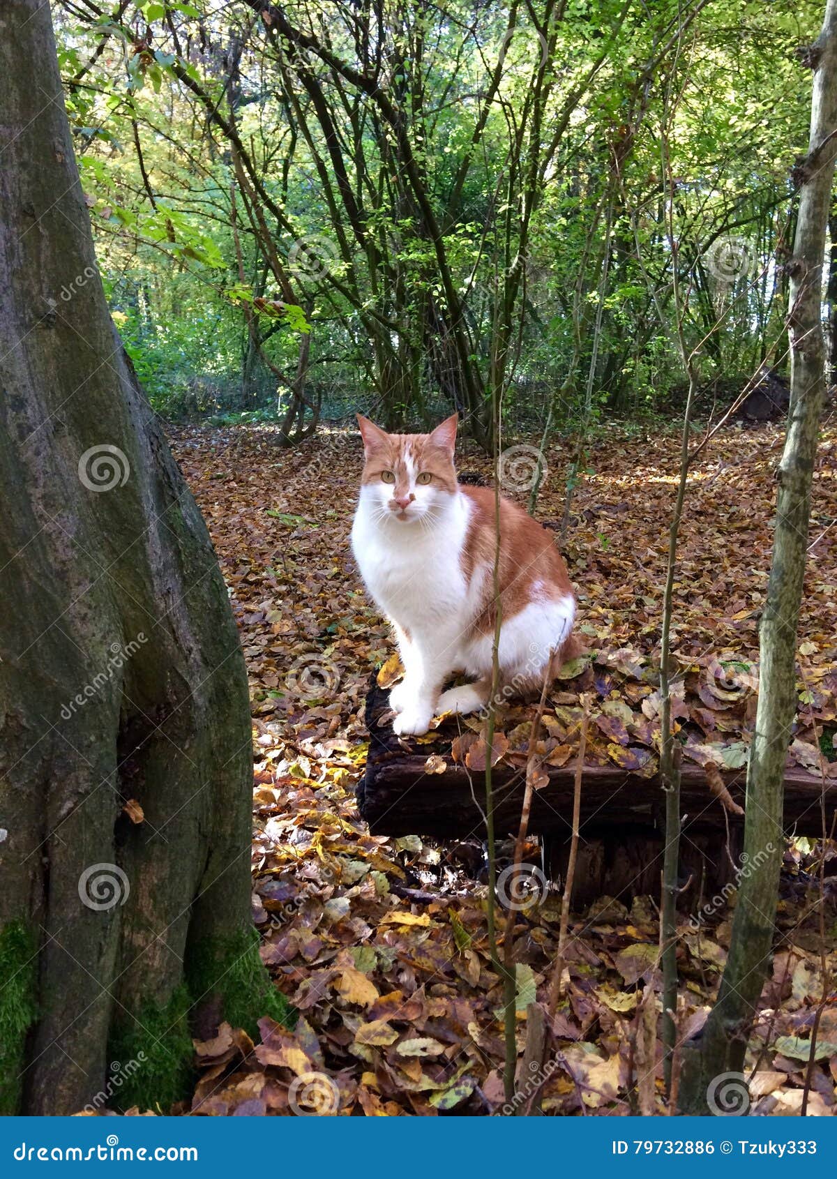 Cat Sitting on a Log in the Forest Stock Photo - Image of predator ...