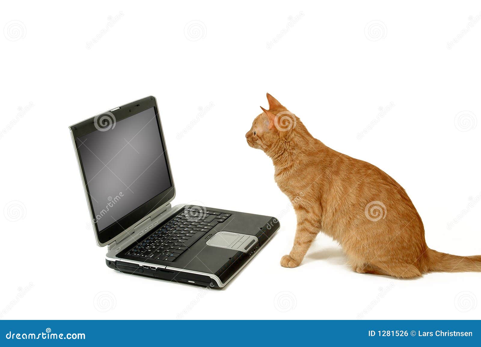Cat Sitting Looking at Laptop Stock Photo - Image of creative ...